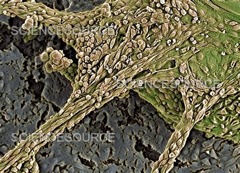 Human Embryonic Stem Cells Sem Stock Image Science Source Images