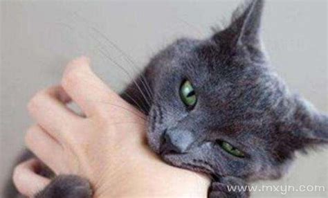 猫摇尾巴是什么意思 猫摇尾巴 猫尾巴 大山谷图库