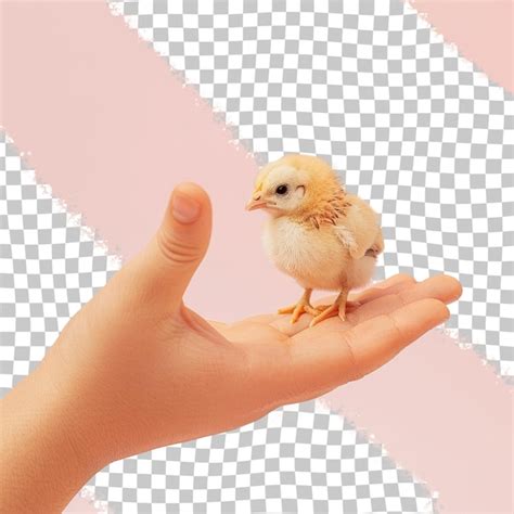 3d Chicken Rendering Psd High Quality Free Psd Templates For Download