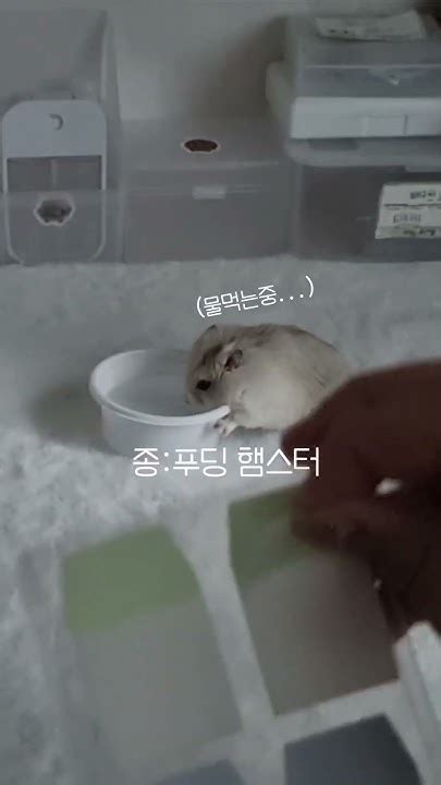 햄스터랑 퐄카포장포포포카포장햄스터 햄스터브이로그 Qna Youtube