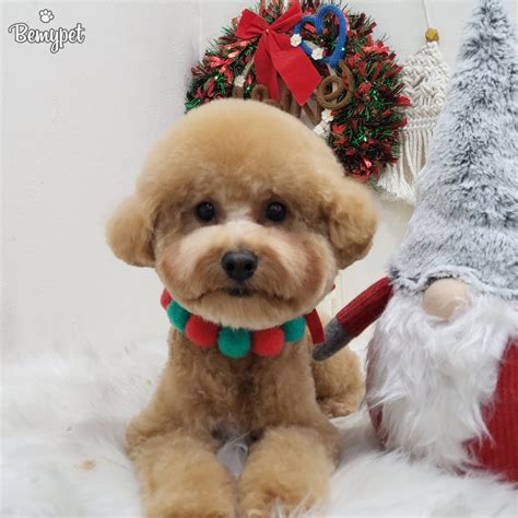 토이 푸들 성격 및 특징 똑똑하고 눈치 빠른 사랑둥이 비마이펫 라이프