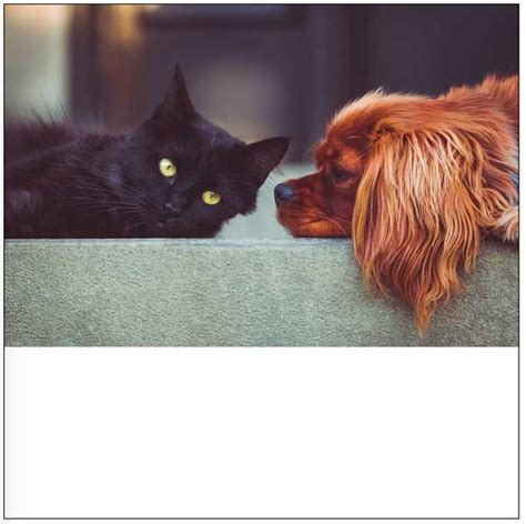 la propiedad background color image repeat position size attachment y más francesc ricart