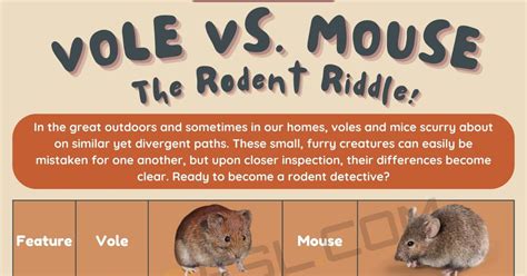 Vole Vs Mouse The Difference Between Vole And Mouse • 7esl