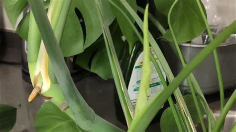 לקחתי אותו לכיור להשקיה לרוויה Youtube