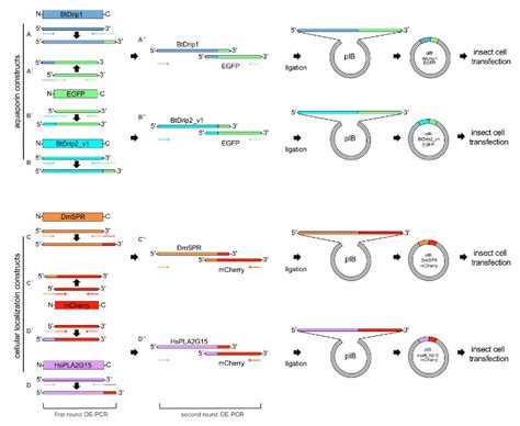 Schematic For Building Expression Constructs Using Overlap Extension