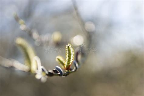 Willow Tree Stock Photo Image Of Mist Nature Beautiful 8210320