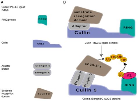 Modularity Of Crls A Components Of The Crl5 B Ring E3 Ligases Can