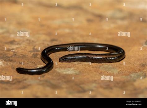 Mozambique Dwarf Burrowing Skink Scelotes Mossambicus On A Natural