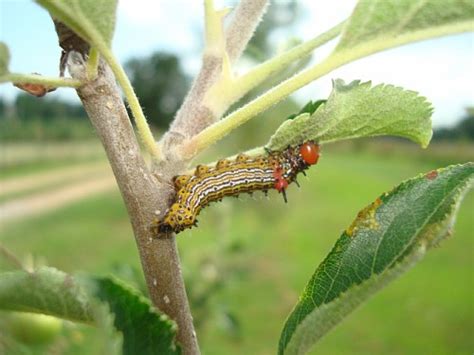 Worms Eating My Apple Tree Homesteading Forum