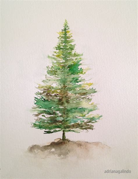 Watercolor Pine Tree At Explore Collection Of