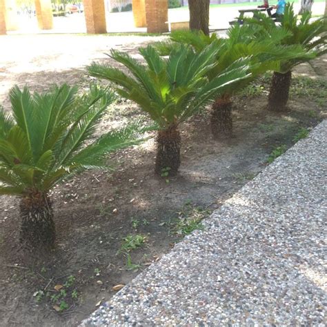 Mini Palm Tree Database Plants