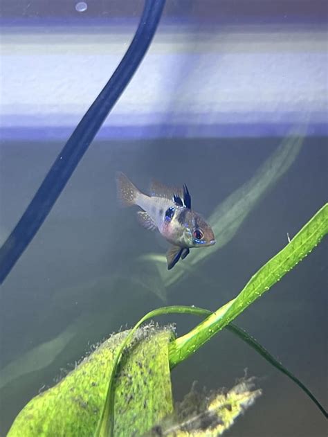 German Blue Ram Sex R Cichlid
