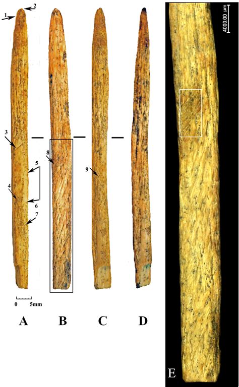 Surprisingly Advanced Ancient Spear Tip Was Not Made By Modern Humans