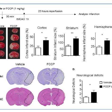 A D Uncoupling The Etc With Fccp Increased Stroke Infarction And Download Scientific Diagram