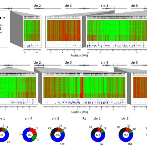 Interval Mapping Results A Qtl Mapping Profiles For Two Independent Download Scientific