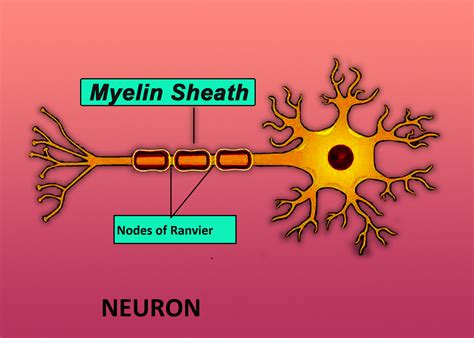 Node Of Ranvier Anatomy Britannica