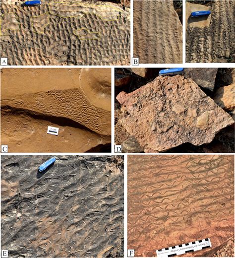 Microbial Mat Systems At Frank Hamlin Blog