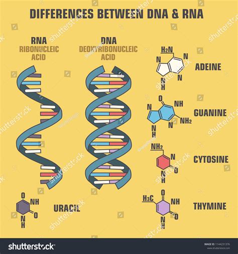 Vector Scientific Icon Spiral Dna Rna Stock Vector Royalty Free 1144231376