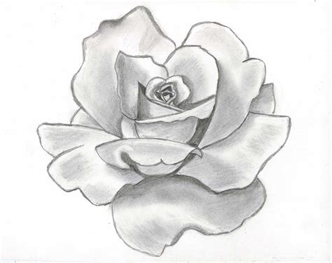 Realistic Drawing Of A Rose At Explore Collection