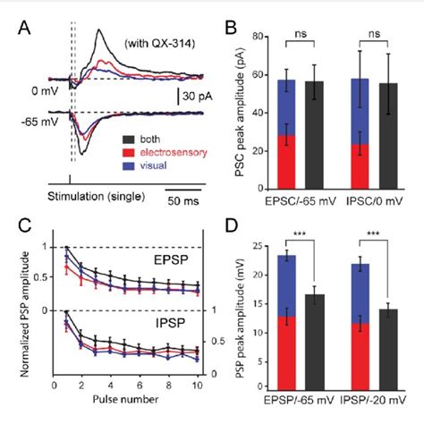 Excitatory And Inhibitory Postsynaptic Currents And Potentials Evoked Download Scientific