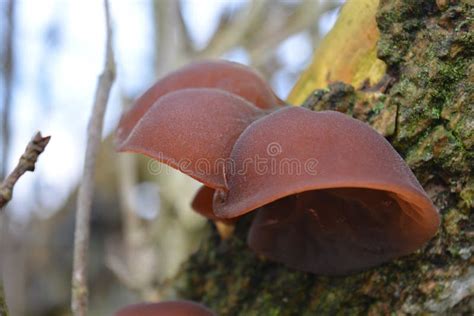Trunk Fungi Stock Photo Image Of Tree Season Outdoor 64041736