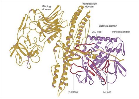 Hvordan Virker Botox Og Hvilke Enhed Måles Botox I
