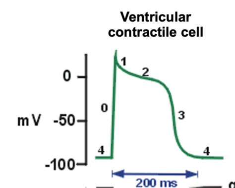 Physiology Cardiac Action Potentials Flashcards Quizlet