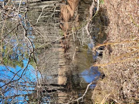Best Trail Running Trails In Cape Charles Alltrails