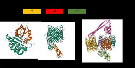Crystal Structure And Domain Of Colicin Variant Pdb Download Scientific Diagram