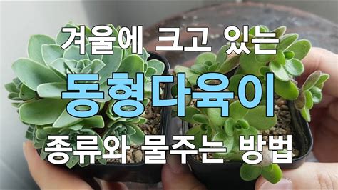 겨울에 크고 있는 동형다육이 종류와 물주는 방법 Youtube