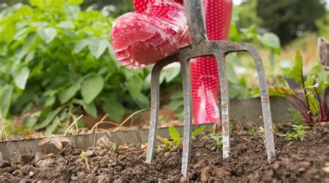 Dealing With Intrusive Tree Roots And Their Impact On The Plumbing VanDerBosch Plumbing Inc