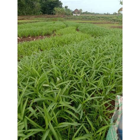 Jual Bibit Biji Kangkung Daun Sempit 500g Shopee Indonesia