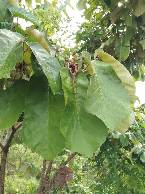Pterospermum Diversifolium Dombeyaceae