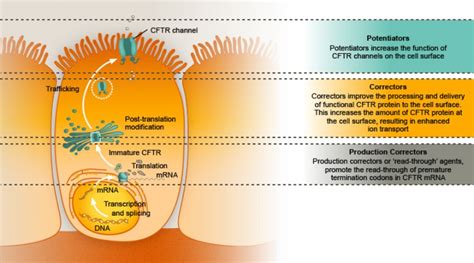 Cftr Modulators Initiate Drive Towards Personalized Treatment And Mark
