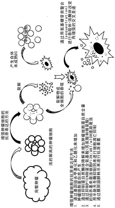使用经修饰的肿瘤细胞和经修饰的树突细胞增强肿瘤免疫原性的方法和用于自体癌症免疫治疗产品的组合物与流程