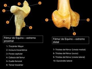 Osteología Del Miembro Pelviano Ppt