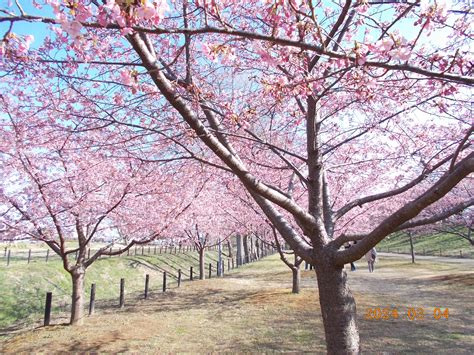 満開の河津桜です tj adventureのブログ