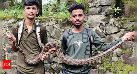 Mumbai Five Foot Long Indian Rock Python Rescued From 5th Floor In Powai Mumbai News Times