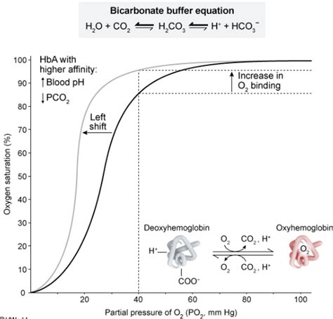 B B Hyperventilation Respiratory Alkalosis Metabolic Acidosis