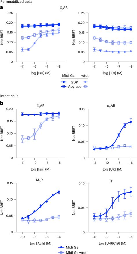 Nucleotide Decoupled Midi Gs Also Loses Selectivity A In Permeabilized