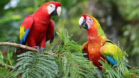 Scarlet Macaws Ara Macao Costa Rica Windows Spotlight Images