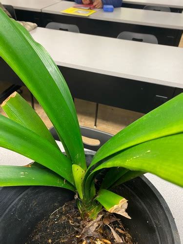 Plant Id Quiz 4 Flashcards Quizlet