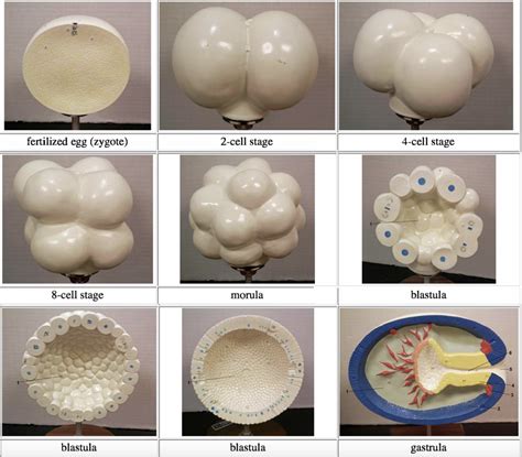 Bsc Lab Exam Part Diagram Quizlet