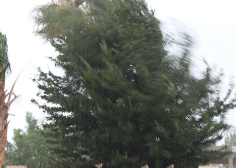 Heart Filled Moments Tossed About Like Storm Driven Trees