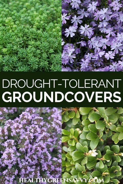 Ground Covers For Afternoon Sun
