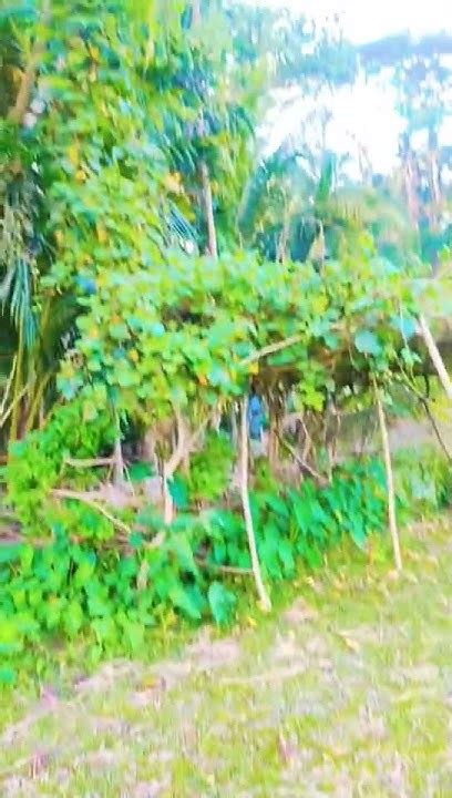 Beiley Kitty 💚 Youtube