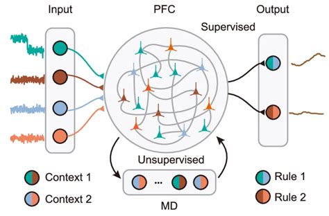 A Thalamocortical Model For Contextual Inference Michael Halassa