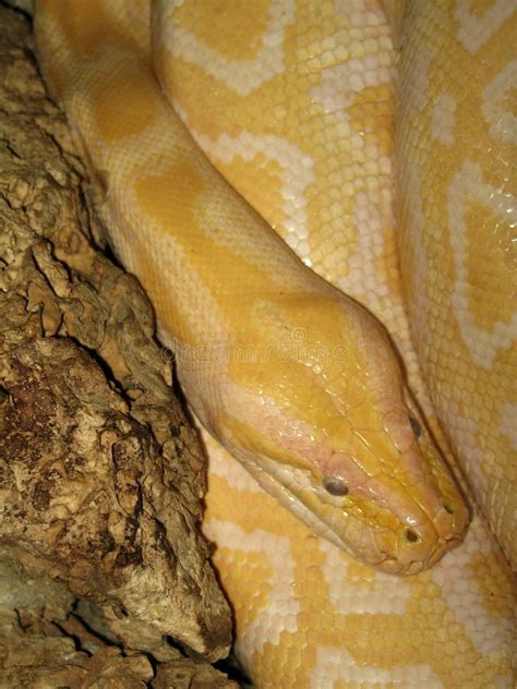 burmese python python bivittatus stock image image of breakfast snack 276756473