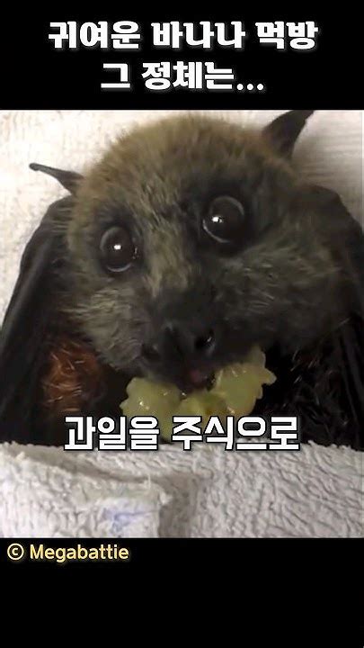 귀여운 바나나 먹방그런데 정체가 ㅎㄷㄷ Youtube