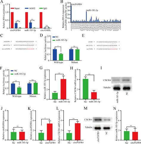 Circfgfr4 Regulates The Mir 185 5pcxcr4 Pathway In Tnbc Cells A Rip